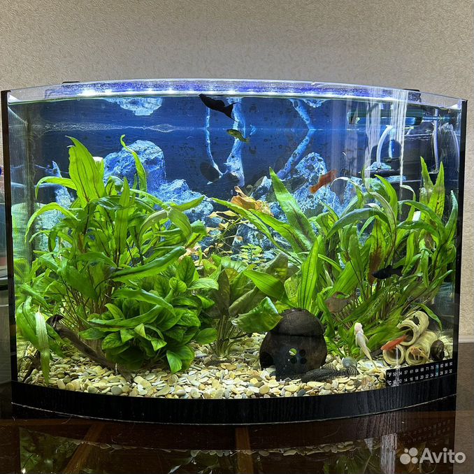 Растения из своего аквариума