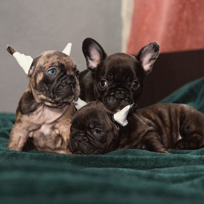 Французский бульдог, щенок