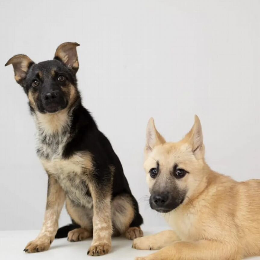 Щенки овчарки - метисы в дар