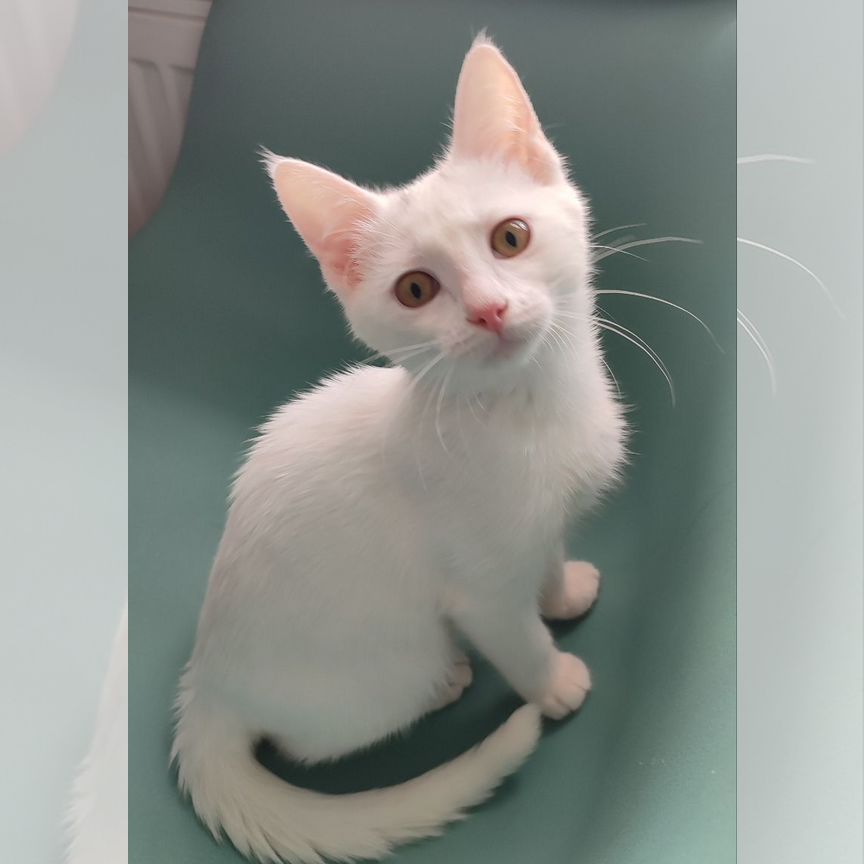 Котенок