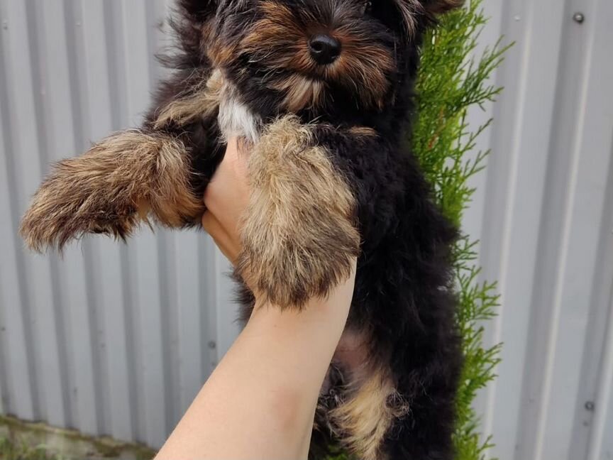 Чёрный йорк