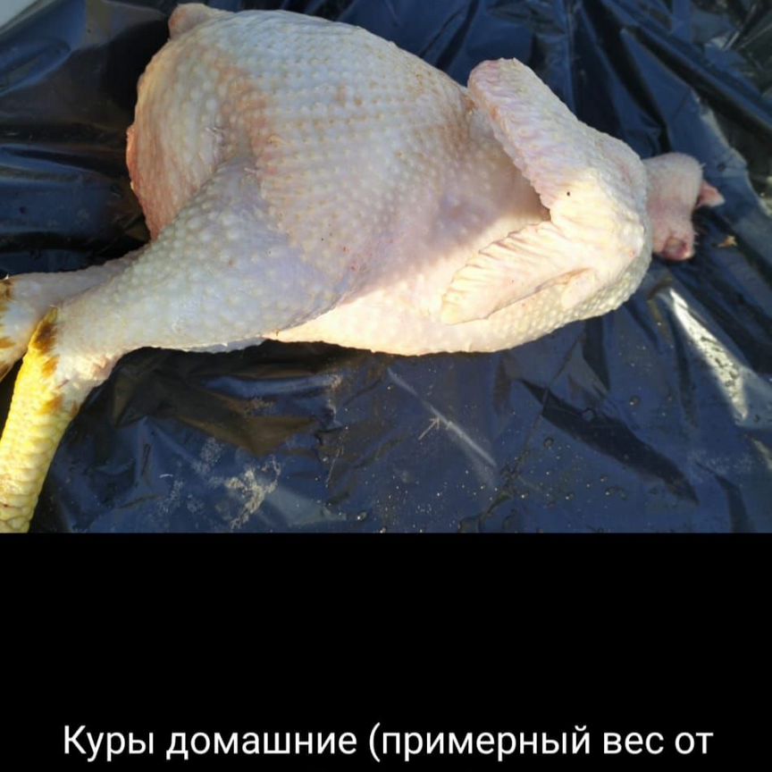 Куры домашние на мясо