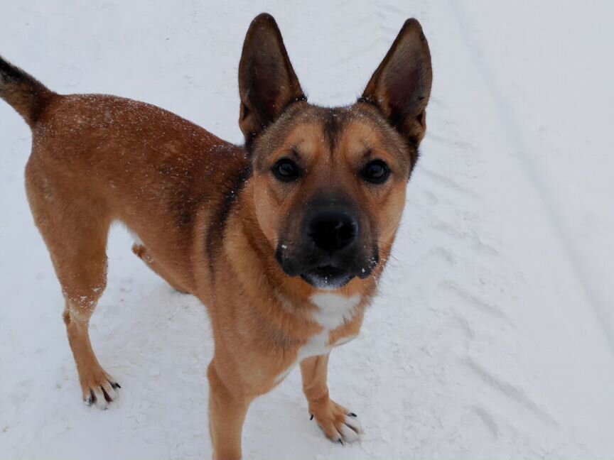 Собака в добрые руки отдам бесплатно