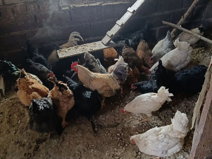 Куры несушки продам