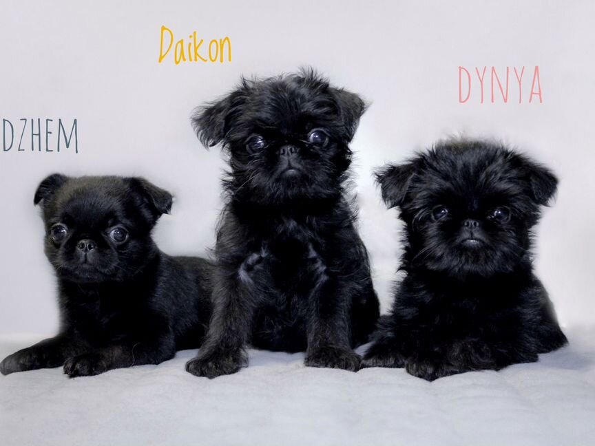 Бельгийский гриффон