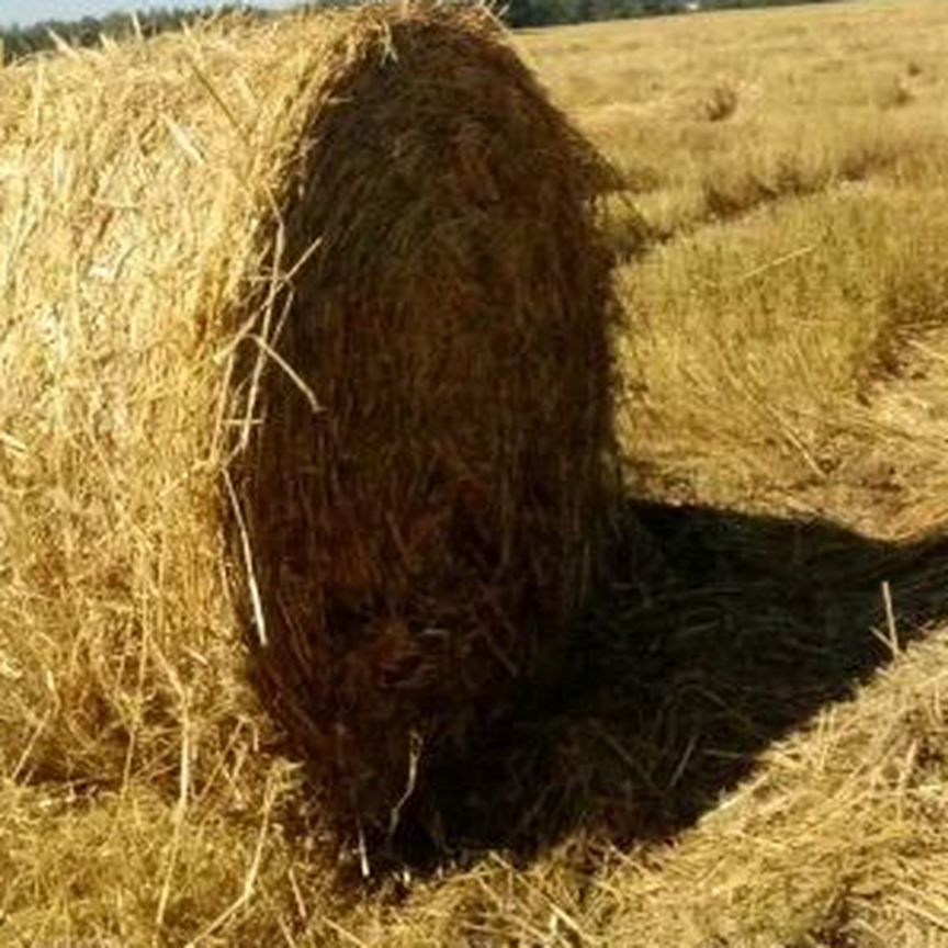 Солома ячменна, овсяная, льняная
