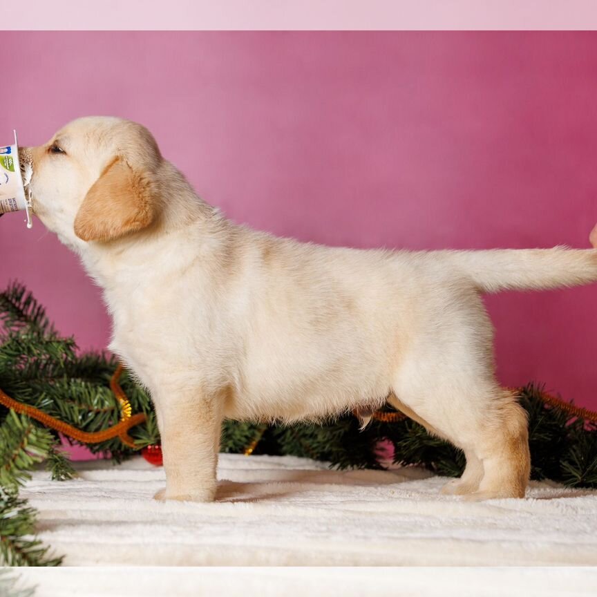 Лабрадор-ретривер, щенок