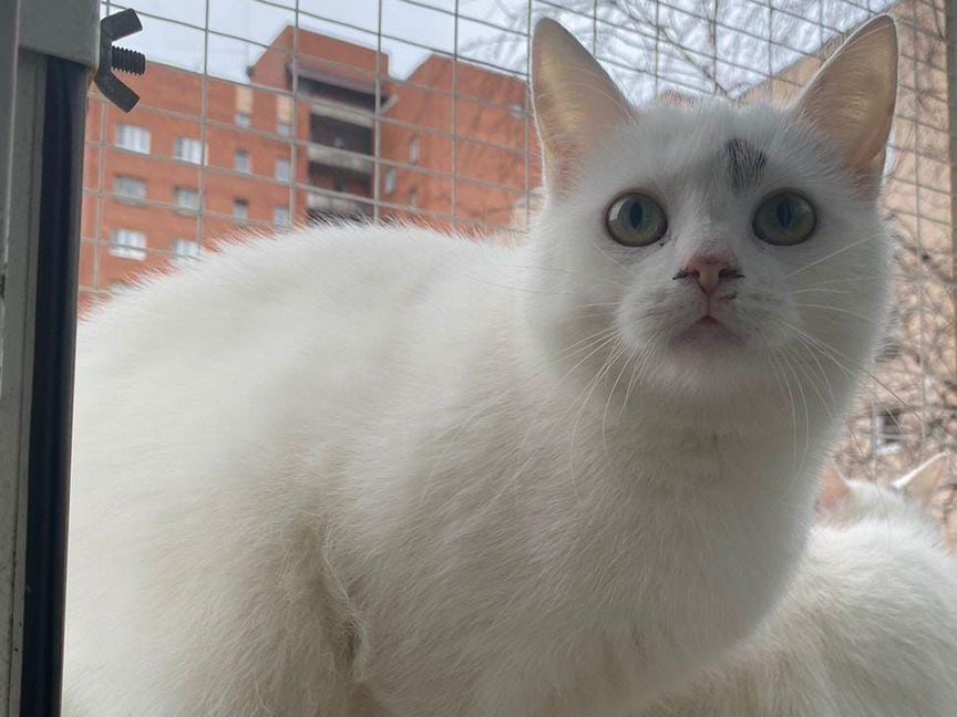 Кошка Алёнка, 1 г., привита,стерилиз., белый окрас