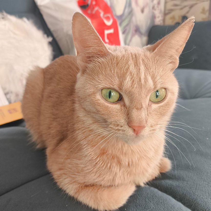 Взрослая, кошка в добрые руки