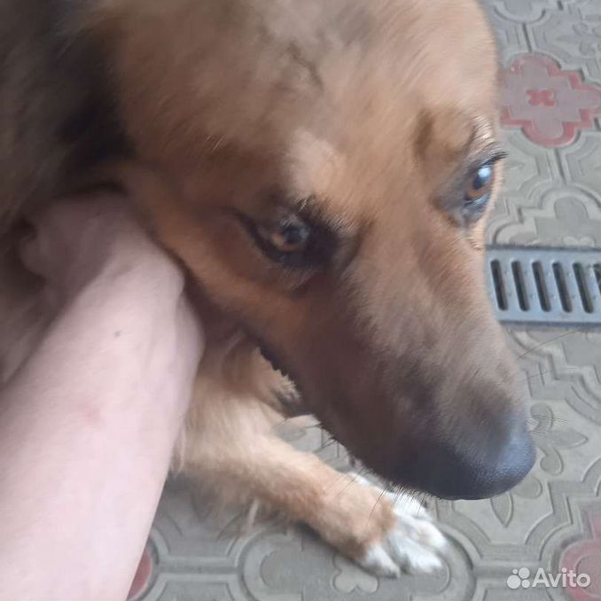 Ищем даму сердца