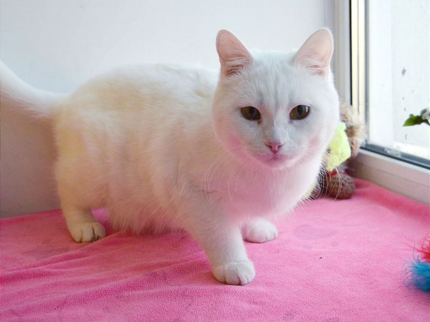 Отдам кота. Белый шикарный красавец