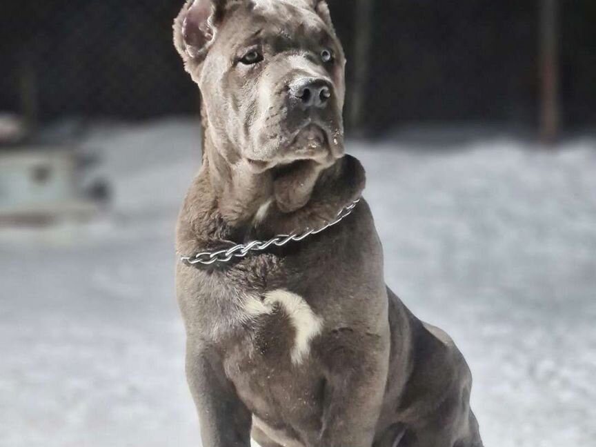 Красивая Статная Благородная Девочка Кане Корсо