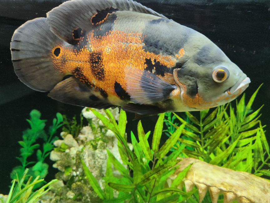 Астронотус и Синодонтис