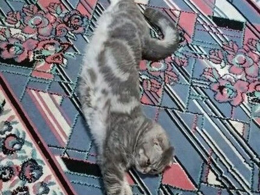 Вислоухая кошка бесплатно вязка