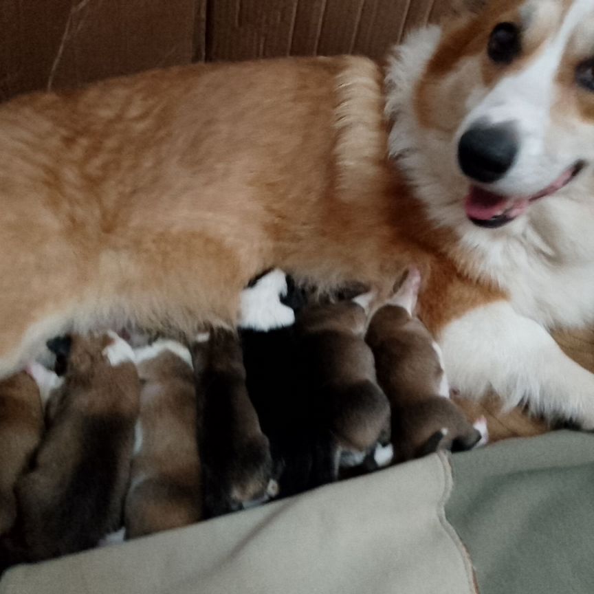 Малыши корги готовы переехать праздник Весны