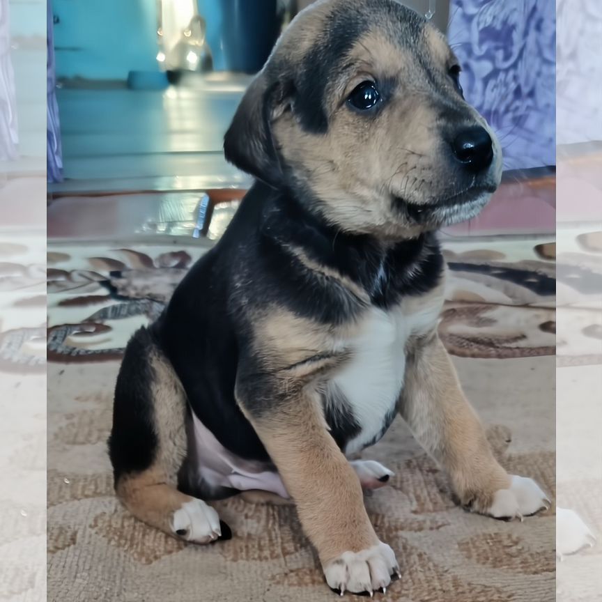 Русская гончая, щенок