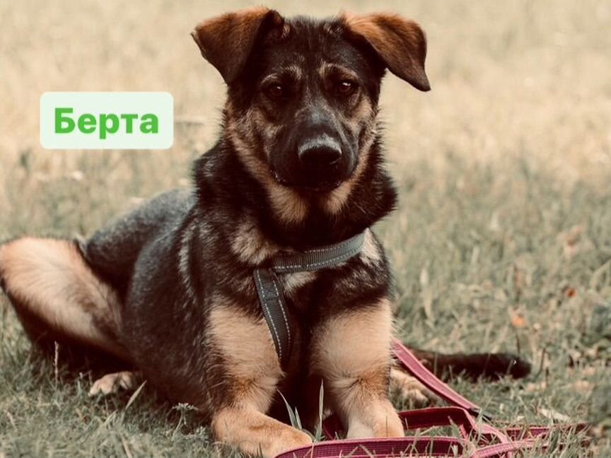 Озорная Берта ждёт хозяев