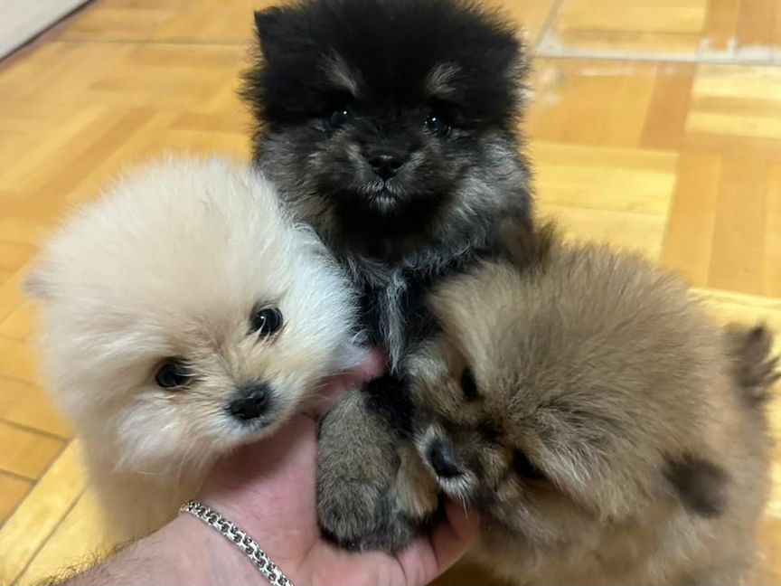 Померанский шпиц