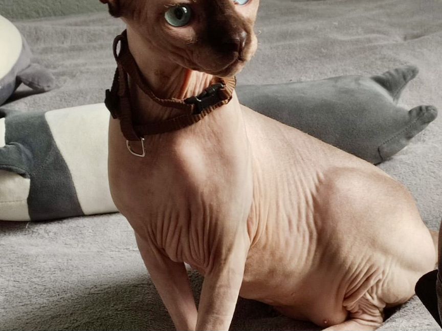 Канадский сфинкс в разведение