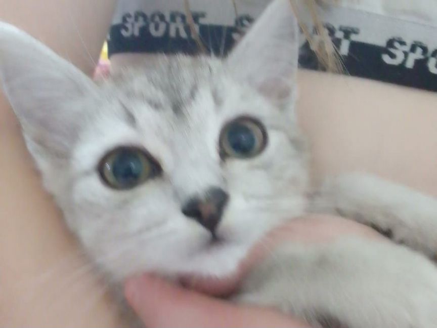 Котик - лучший подарок на Новый год