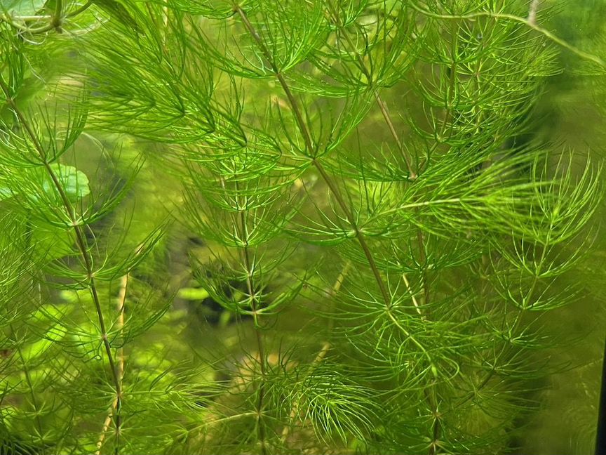 Роголистник, бакопа, валлиснерия, мох кристмас