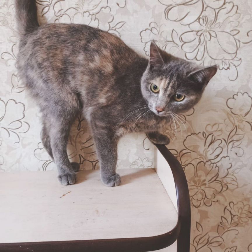 Кошки в добрые руки