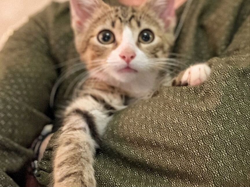 Котенок Кеша