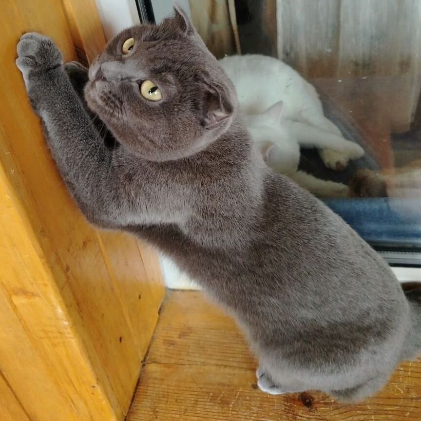 Вислоухая кошка