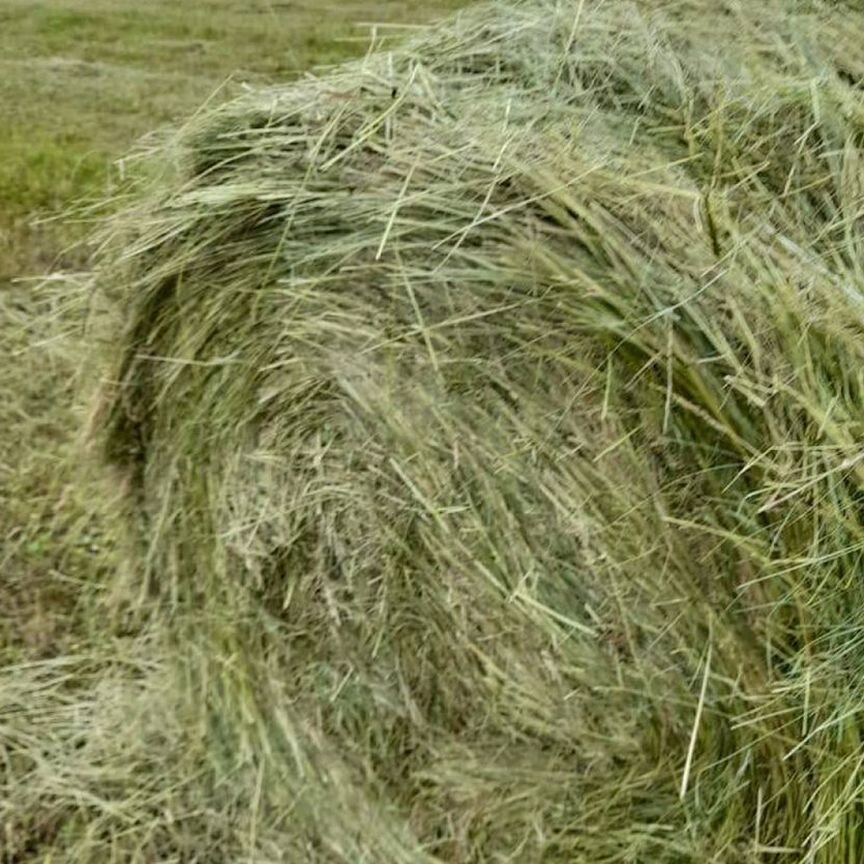 Сено с доставкой