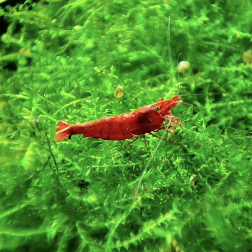 Мох аквариумный стринг