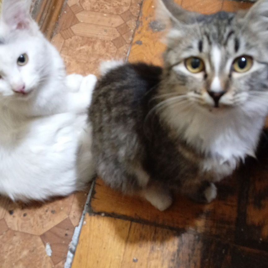 Аккуратные, добрые ищут друга-хозяина в Ялте