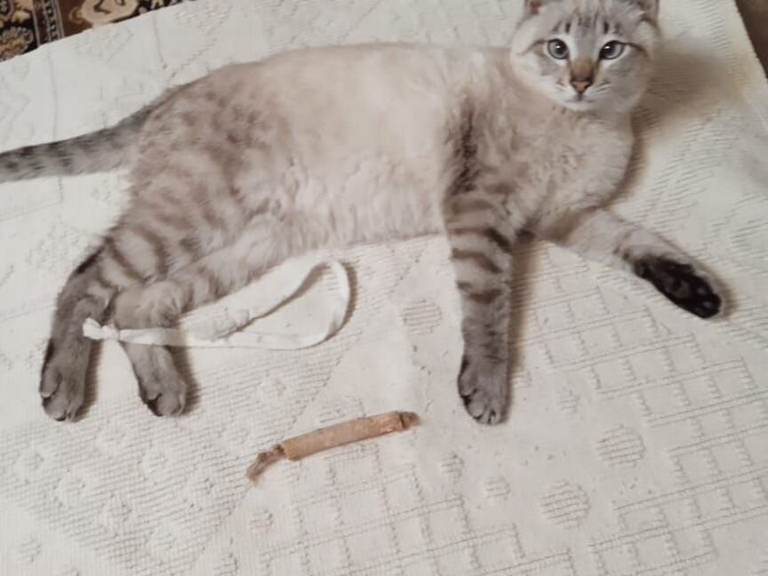 Котик тайской породы ищем добрую семью