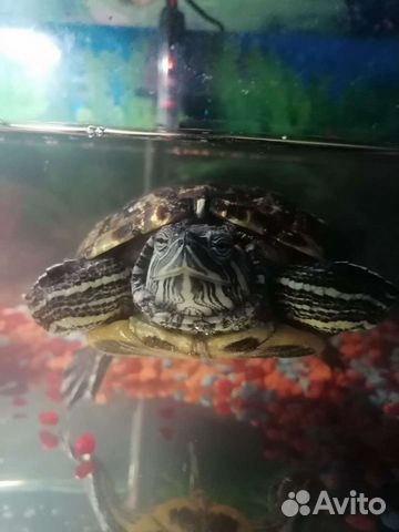 Красноухая черепаха