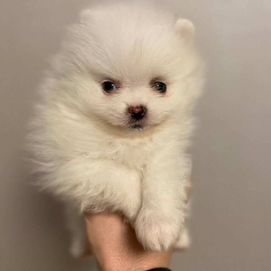 Померанский шпиц, щенок