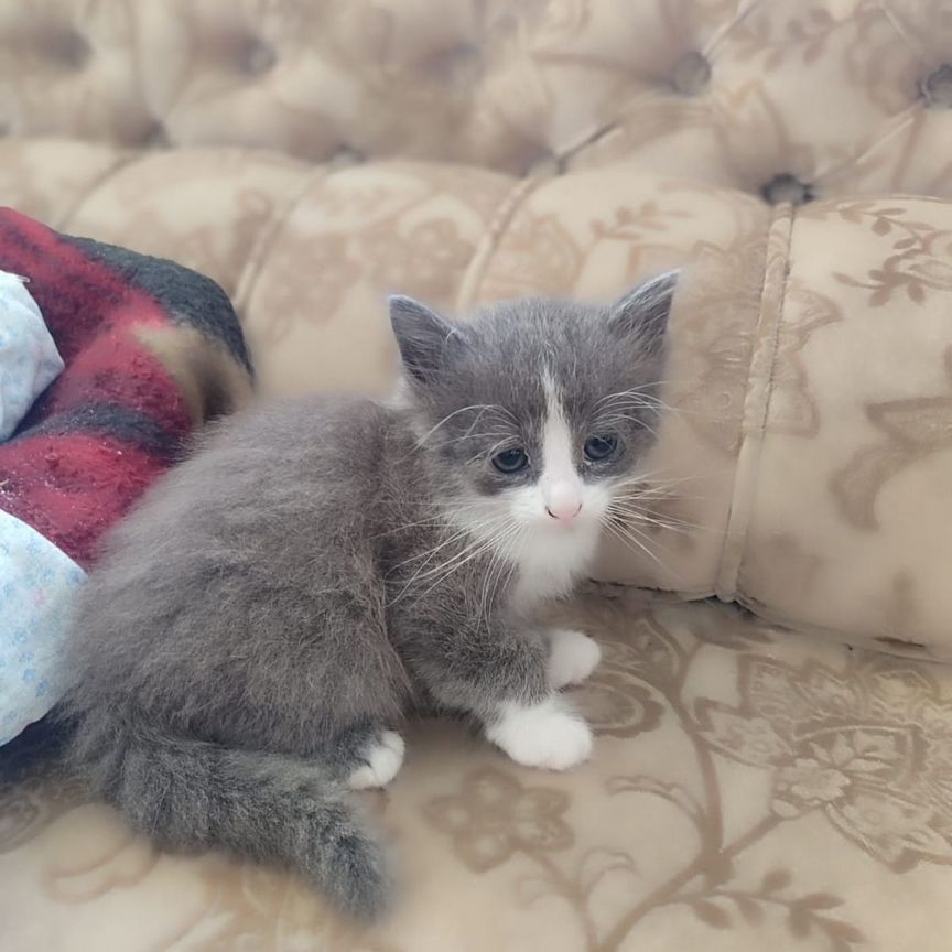 Котята ищут дом или передержку