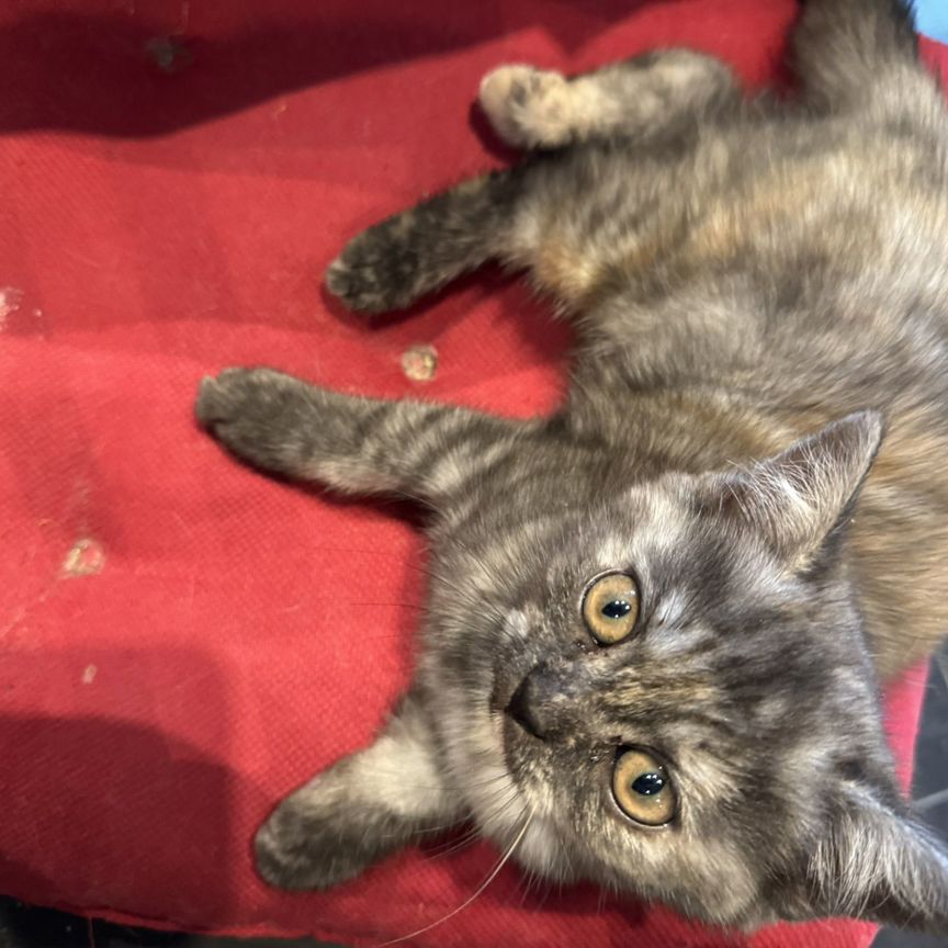 Британские котята