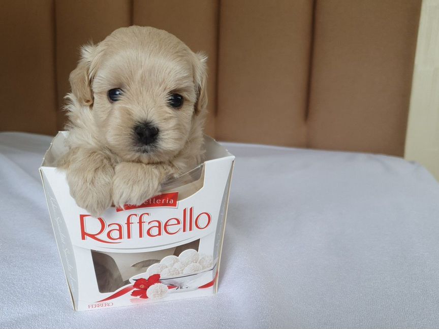 Мальтипу премиум (Maltipoo micro f1)