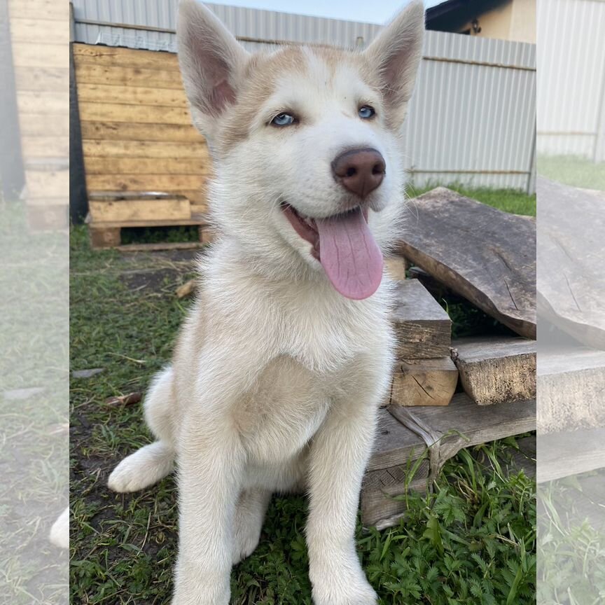 Сибирский хаски, щенок