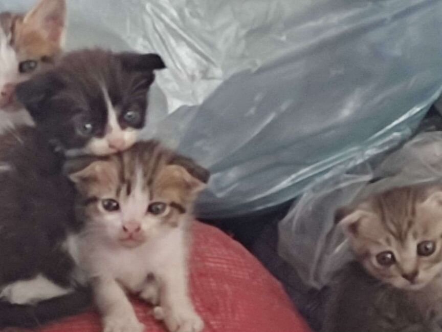 Котята и пёс