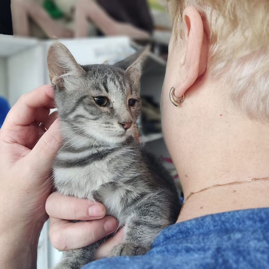 Котенок в добрые руки бесплатно