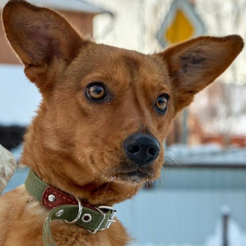 Взрослая собака в добрые руки