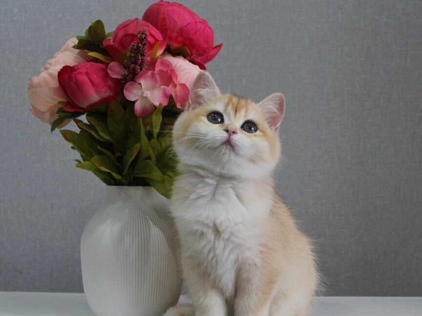 Золотая шиншилла девочка ny12