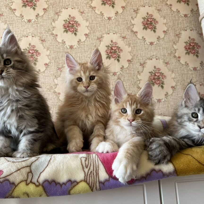 Котята Мейн-кун из питомника