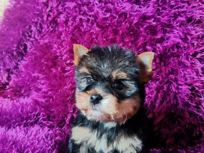 Йоркширский терьер мини беби фейс щенки