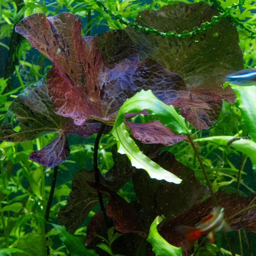 Красная тигровая нимфея в аквариум