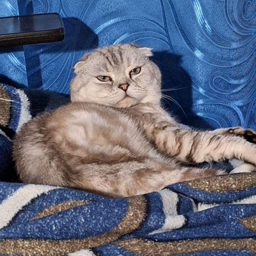 В добрые руки шотландец