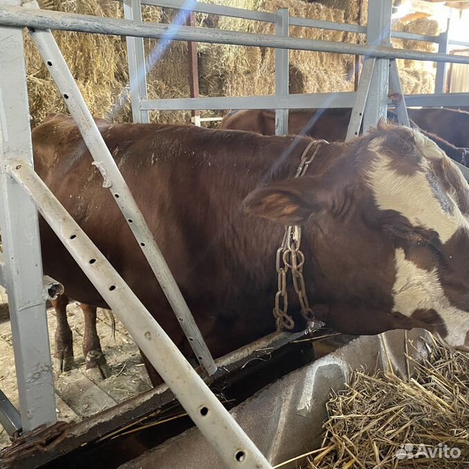 Бычки на откорм