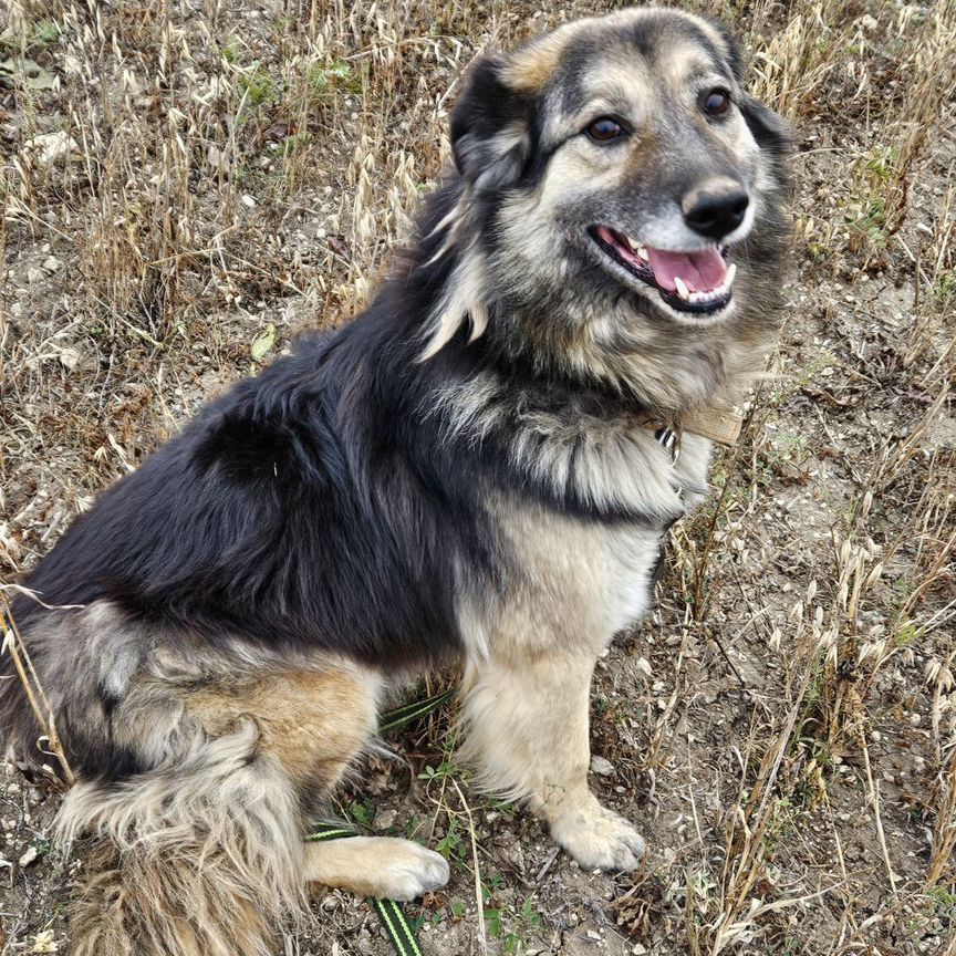 Собака в добрые руки