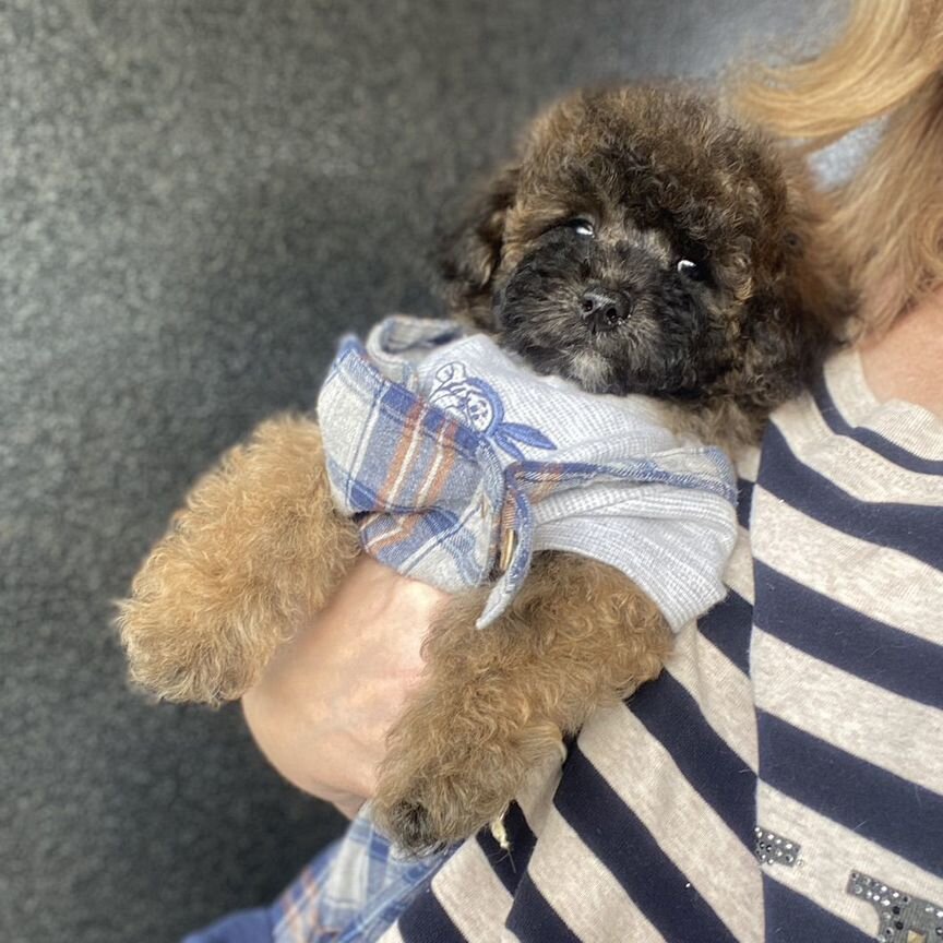 Бурый мишка (Пу шон) 2 мес