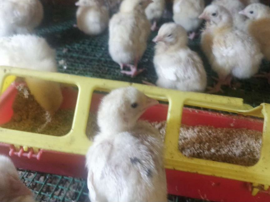 Цыплята бройлеры и цветные